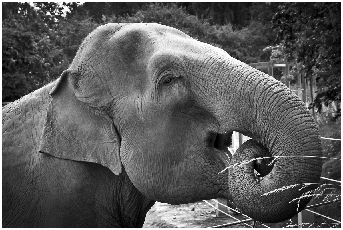A day at Twycross Zoo… » Alex Vass Photography