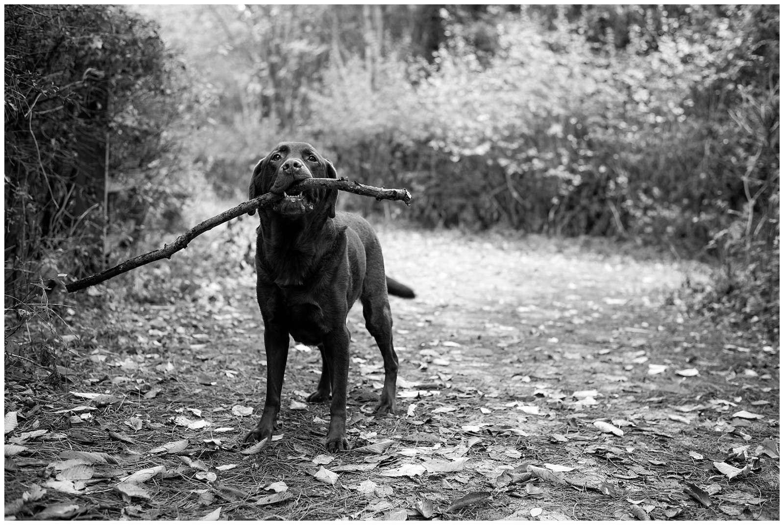 Everyone thinks their dog is the best… and they’re right! » Alex Vass ...