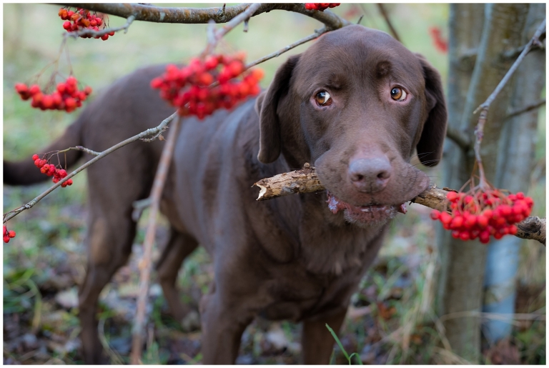 Everyone thinks their dog is the best… and they’re right! » Alex Vass ...